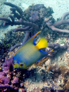 Smith’s Reef | MyTurksAndCaicosBlog.com