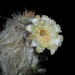 flower | MyTurksAndCaicosBlog.com