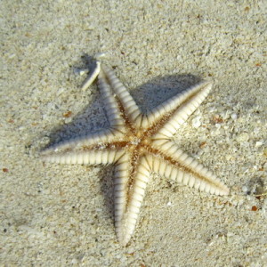 starfish | MyTurksAndCaicosBlog.com